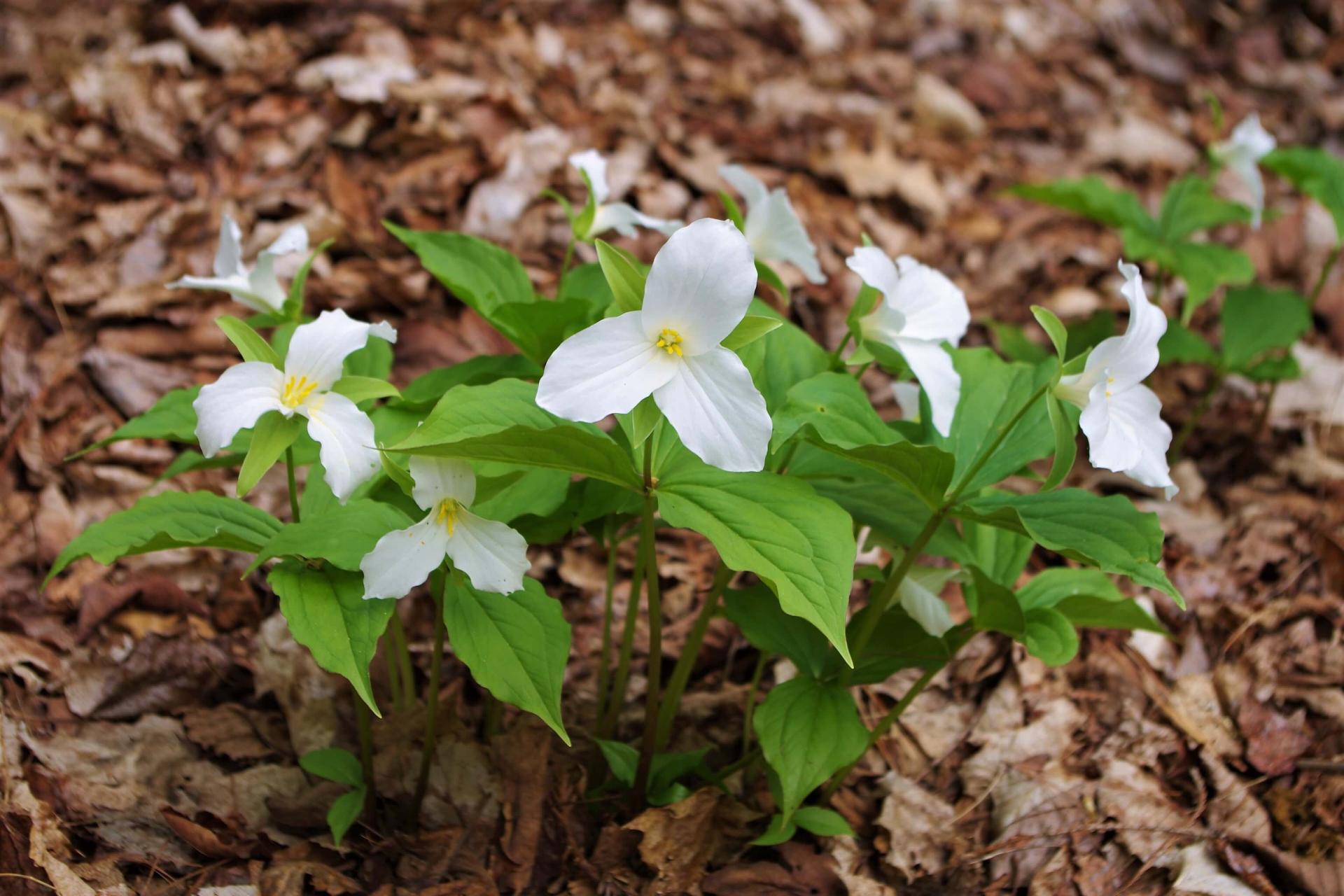 Witness spring in Michigan in Tahquamenon Country | Alba